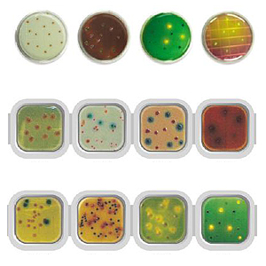 Rodac plate – 메덱스 – 식품 안전과 건강 문화를 선도하는 기업